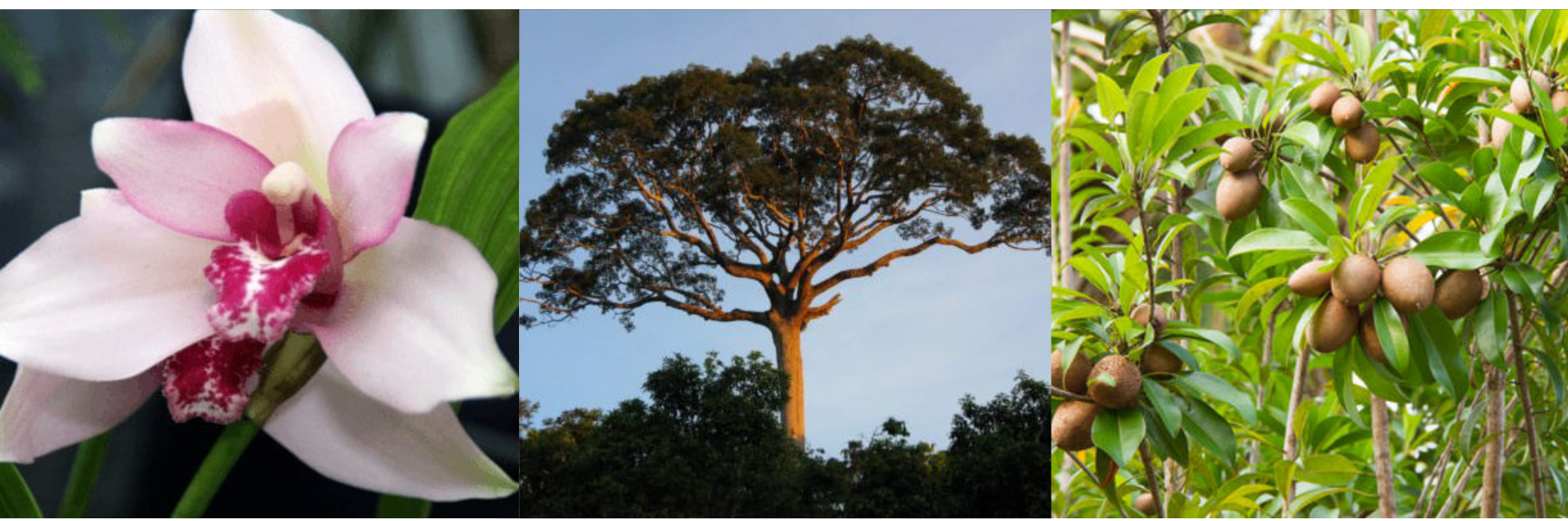 Why Is Biodiversity Important in Central America? - Biodiversity