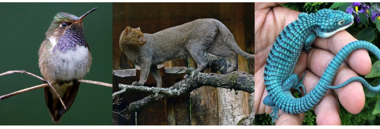 Why Is Biodiversity Important in Central America? - Biodiversity