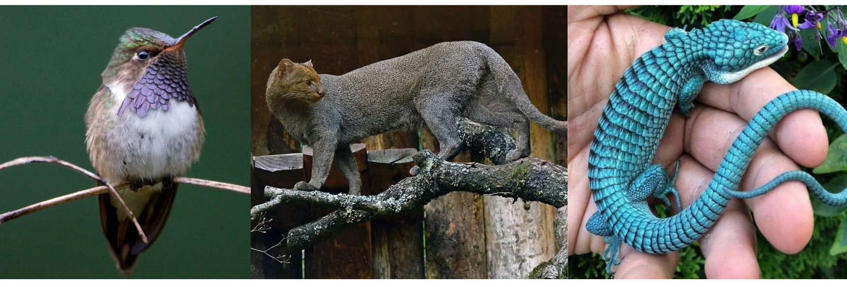 Why Is Biodiversity Important in Central America? - Biodiversity