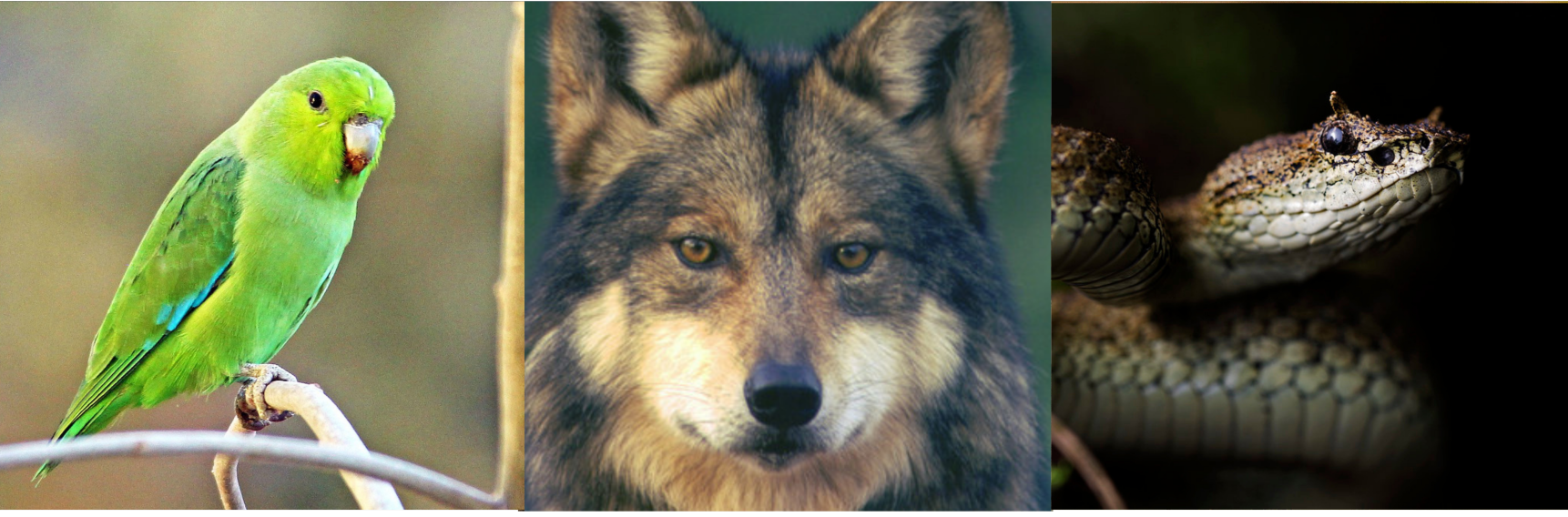 Biodiversity in Mexico | Biodiversity Facts