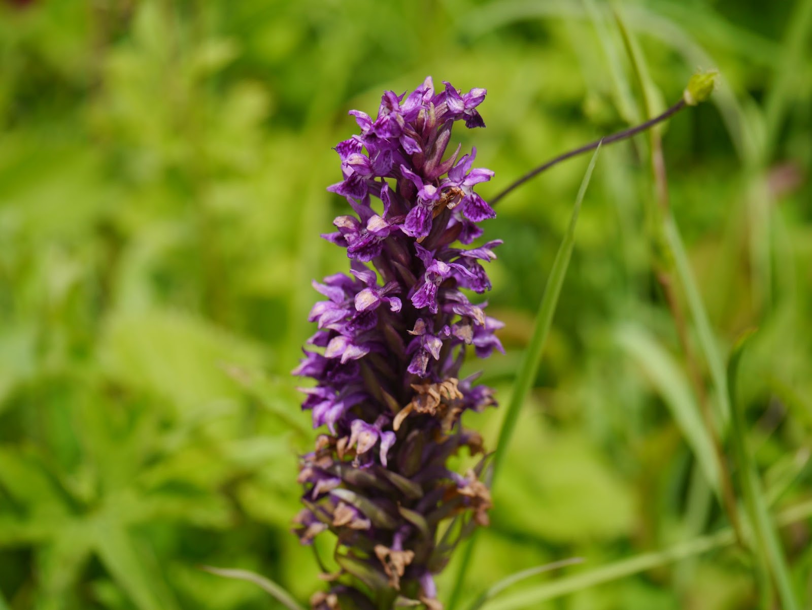 Biodiversity of Pakistan | Biodiversity Facts