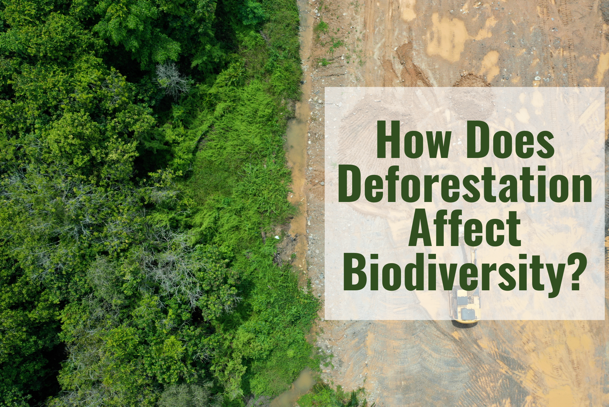 How Does Deforestation Affect Biodiversity? | Biodiversity Facts
